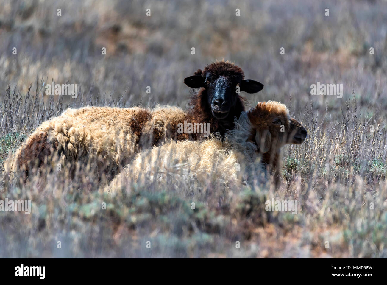 Sheep and lamb rest on ground Stock Photo - Alamy