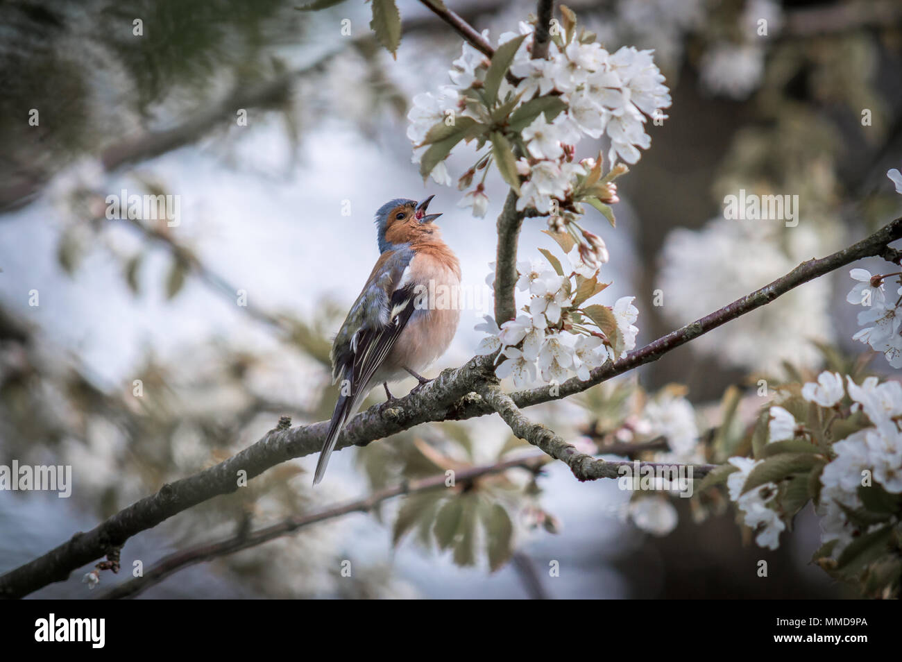 Northern chaffinch hi-res stock photography and images - Alamy