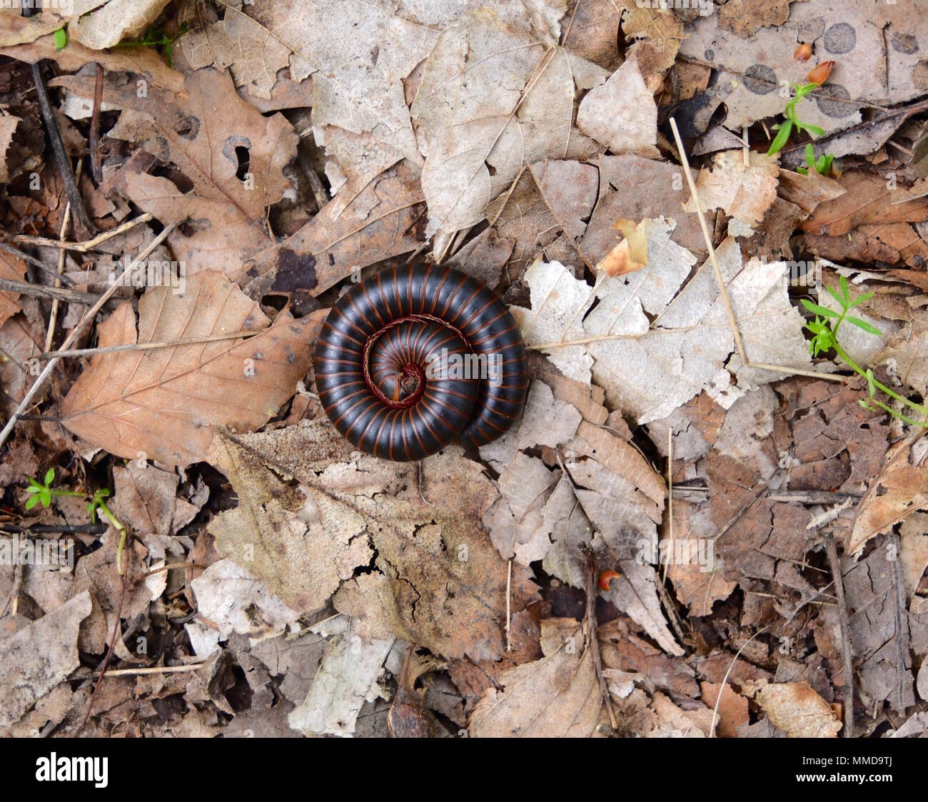 An American giant millipede coiled into a defensive posture on leaf ...