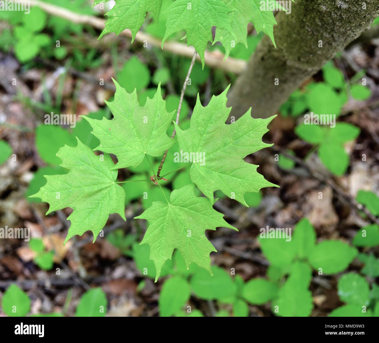 Sugar maple tree hi-res stock photography and images - Alamy
