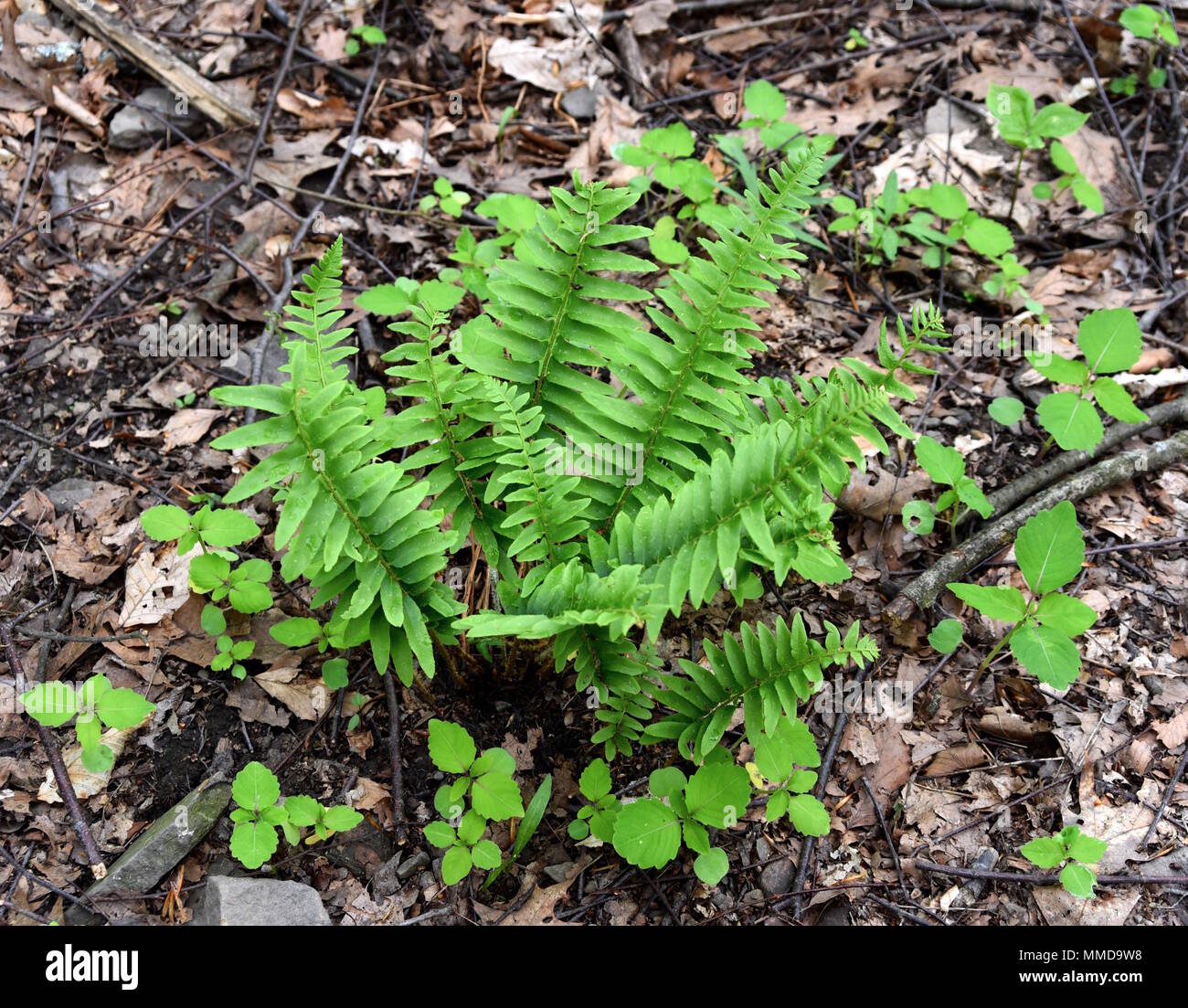 Christmas fern polystichum acrostichoides hi-res stock photography and ...