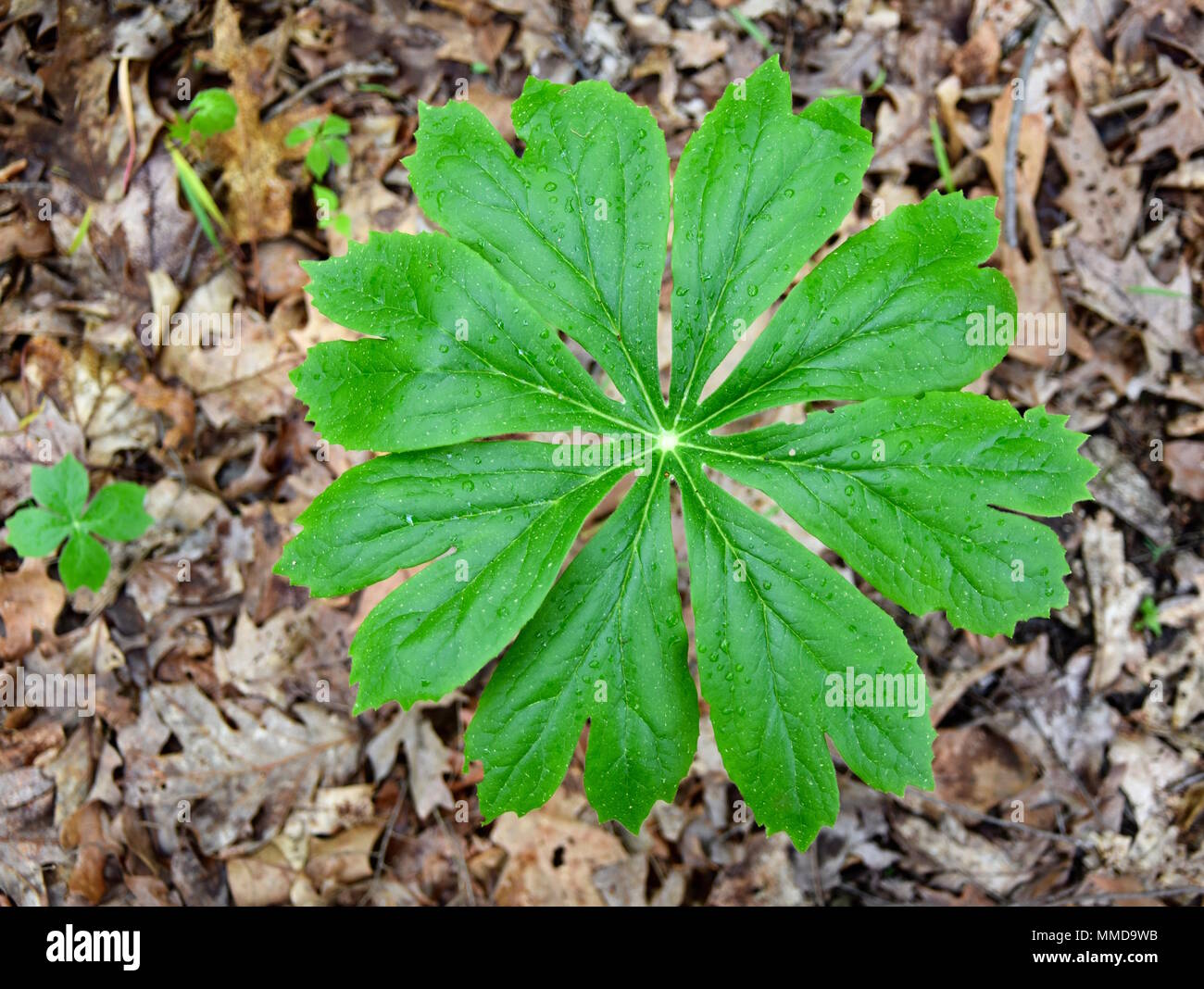 Mayapple hi-res stock photography and images - Alamy