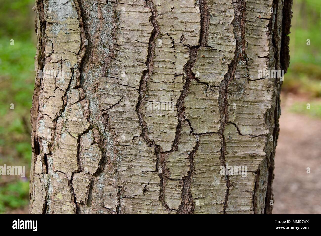 Cherry birch hi-res stock photography and images - Alamy