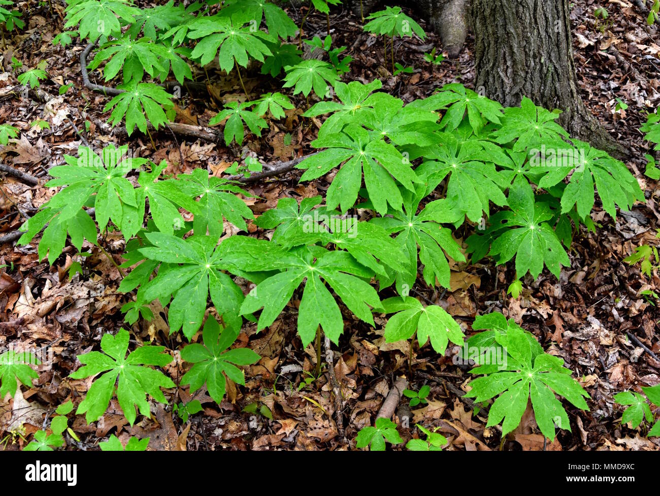 A colony of mayapple plants emerging in a forest Stock Photo - Alamy