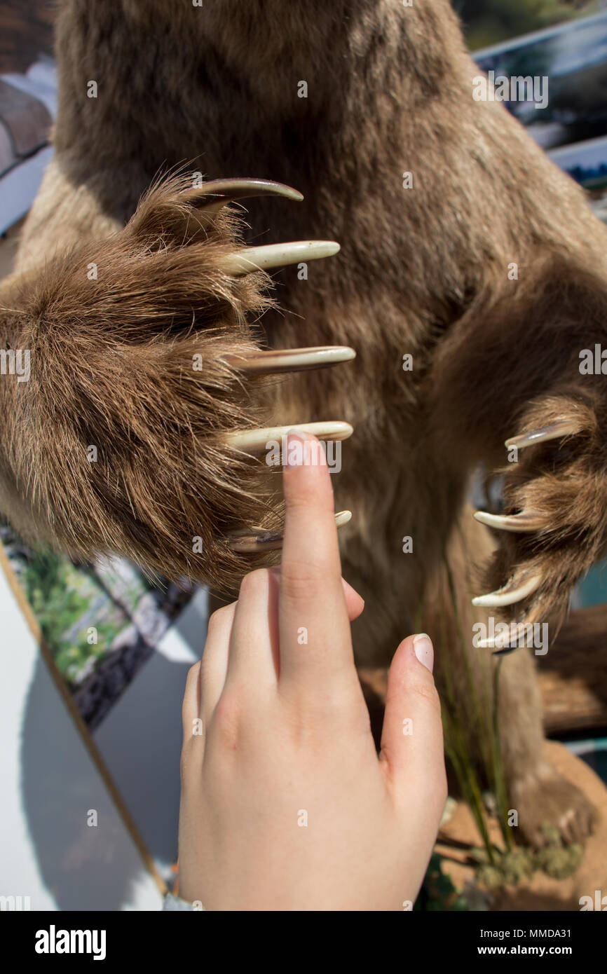 Brown Bear Paw With sharp Claws in view Stock Photo - Alamy