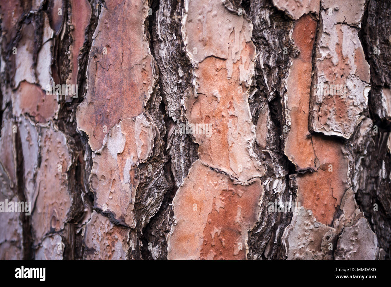 Full frame close up of the textured bark of an old-growth pine tree ...