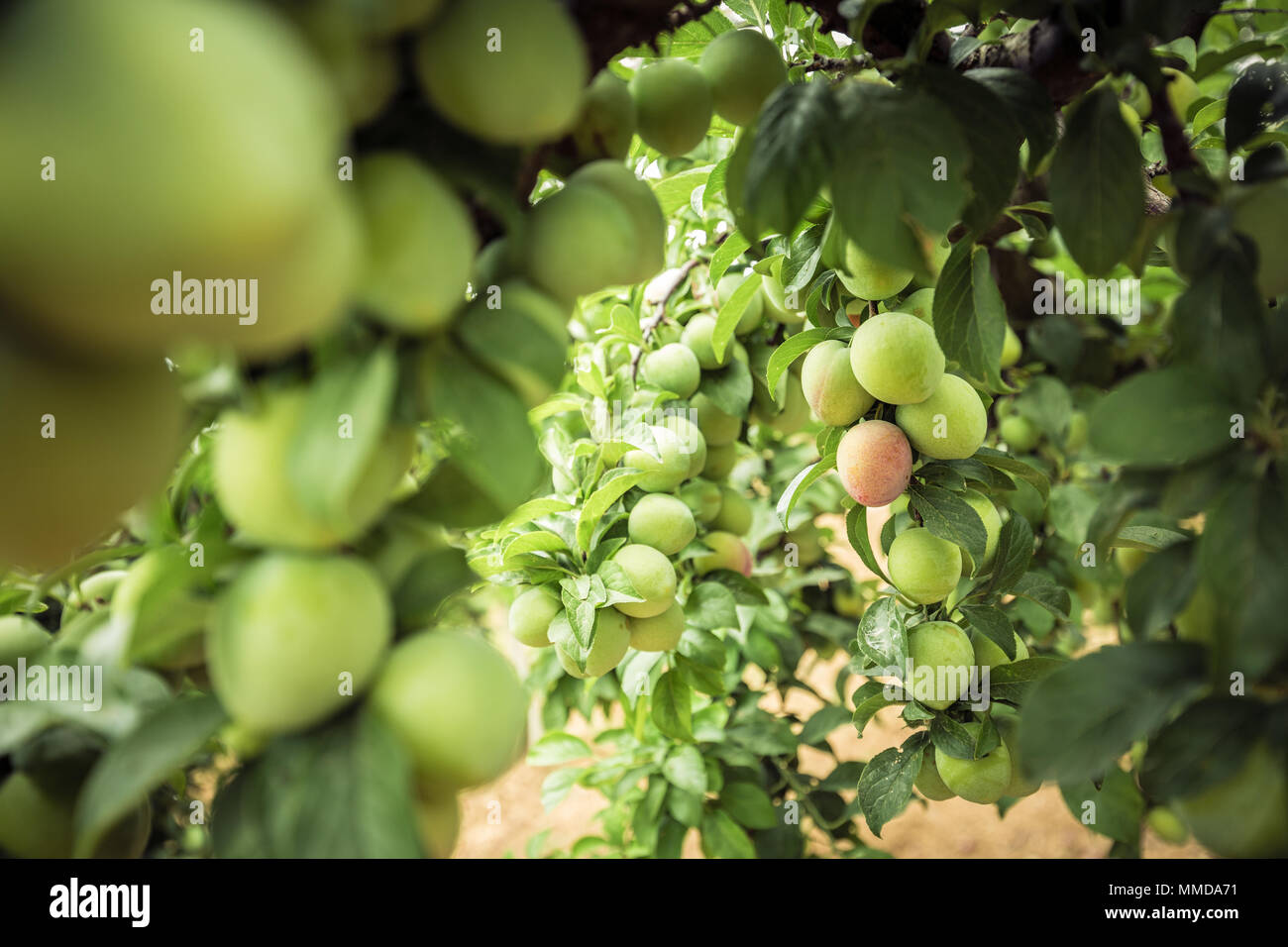 Plum tree. Branches with unripe plums and green leaves Stock Photo - Alamy