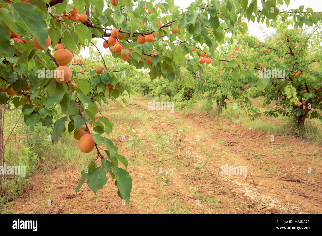 Apricot orchard hi-res stock photography and images - Alamy