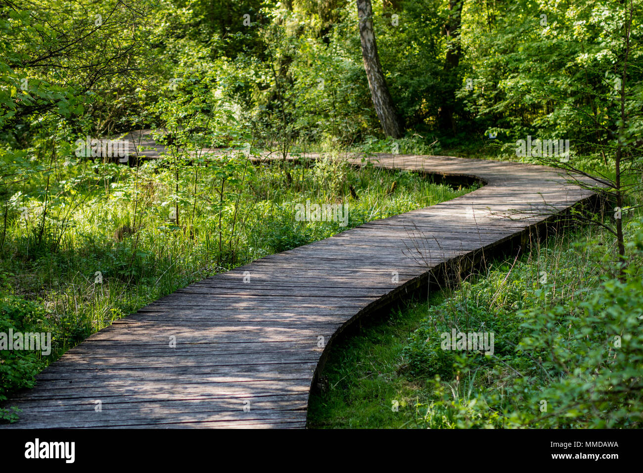 A winding wooden bridge in the forest. A forest path leading across a ...