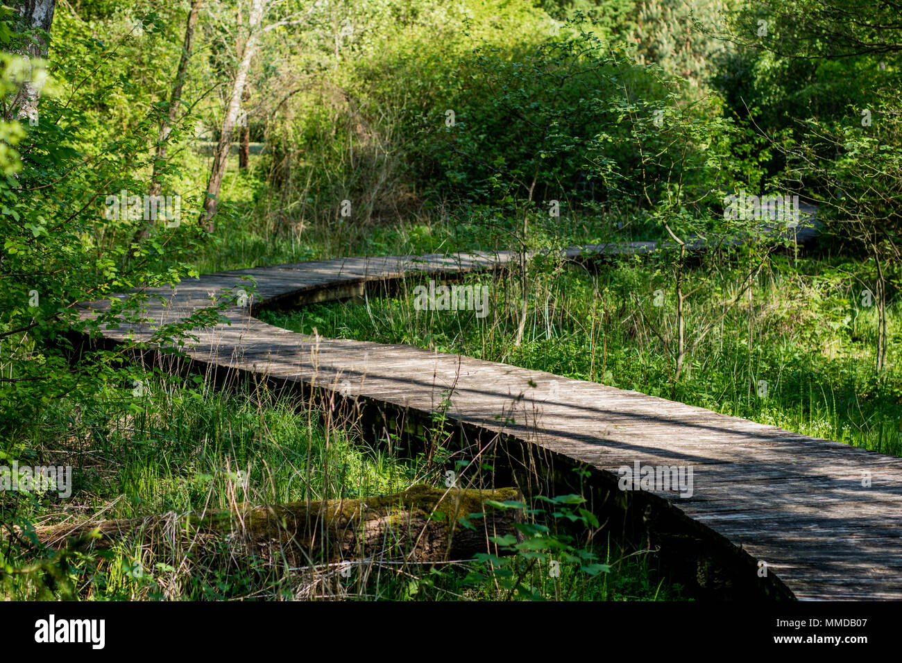 A winding wooden bridge in the forest. A forest path leading across a ...