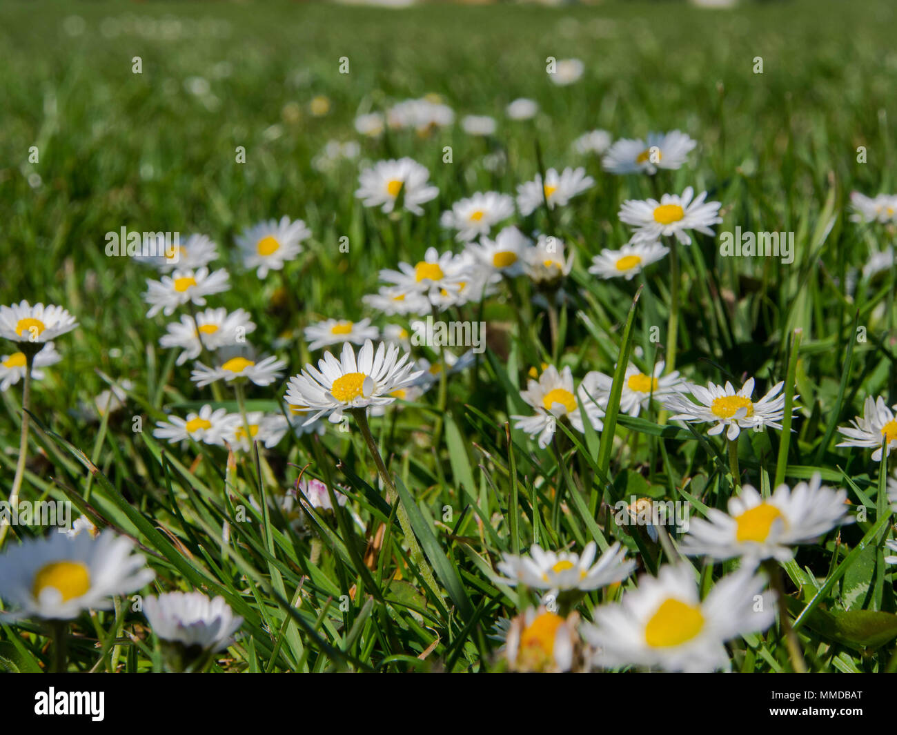 A close up of a field of wild daisies Stock Photo - Alamy