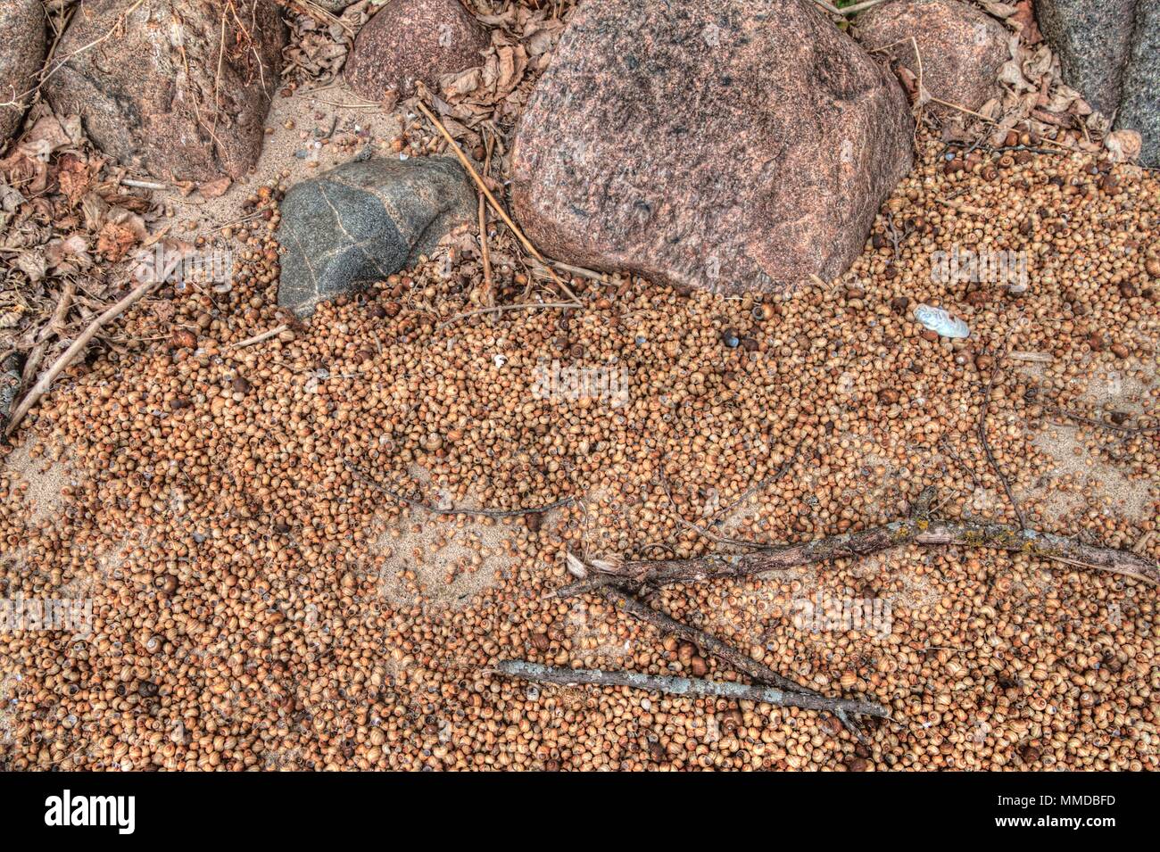 The thousands of Snail Shells are Evidence of the invasive Faucet Snail ...