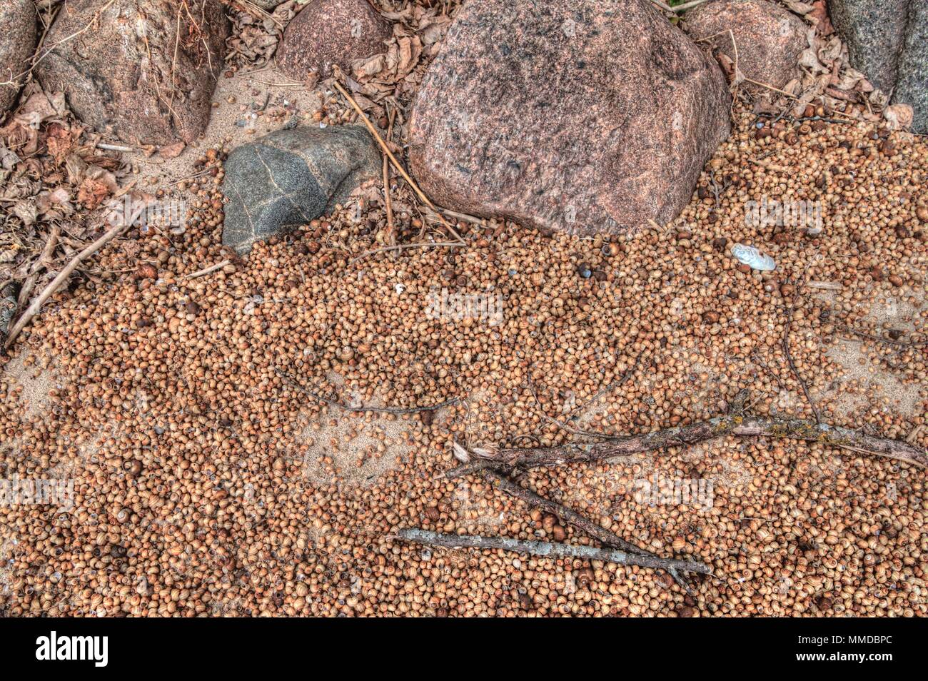 The thousands of Snail Shells are Evidence of the invasive Faucet Snail ...