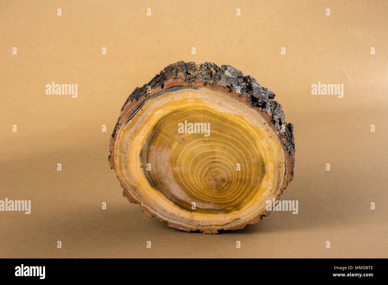 small piece of cut wood log used for wood texture background Stock ...