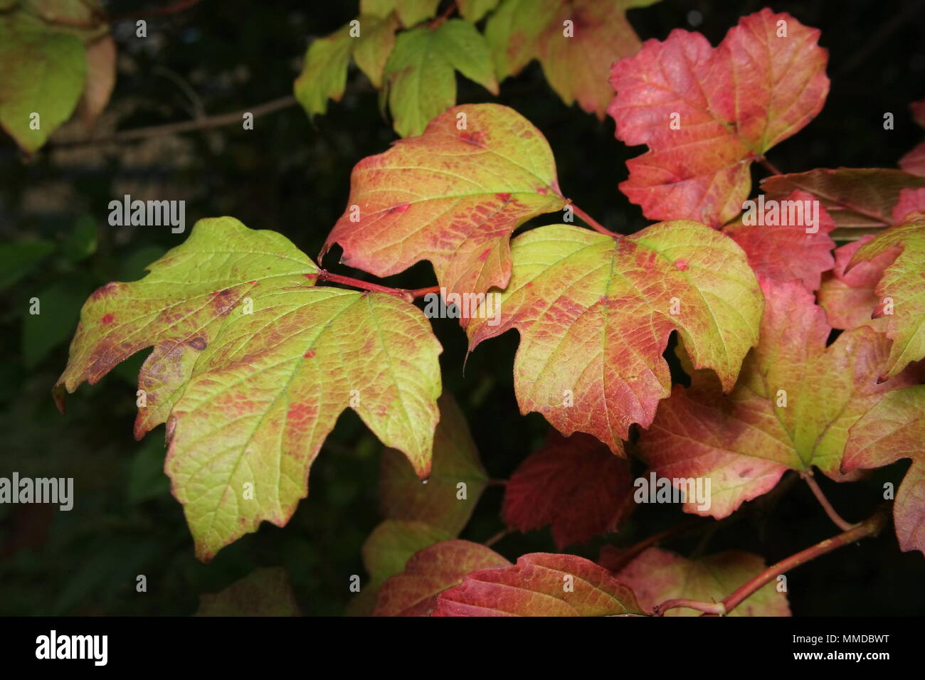 Autumn Leaves of a Snowball tree Stock Photo - Alamy