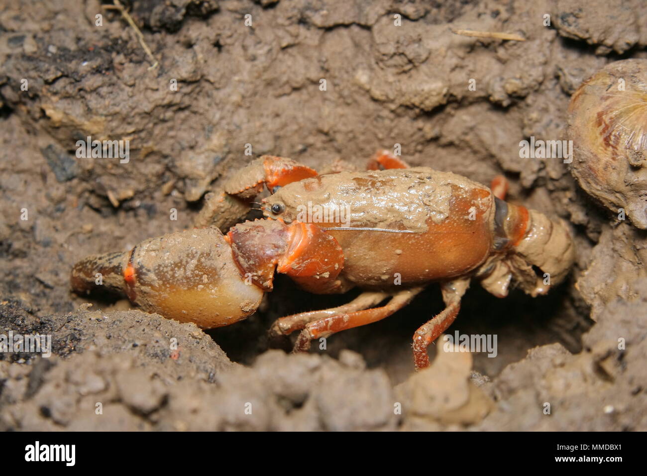 Yabby hi-res stock photography and images - Alamy