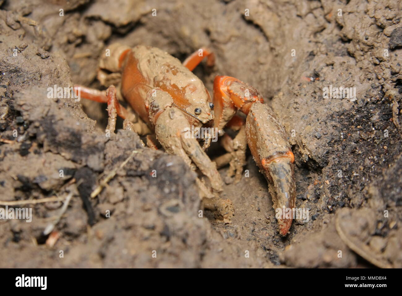 Yabby hi-res stock photography and images - Alamy
