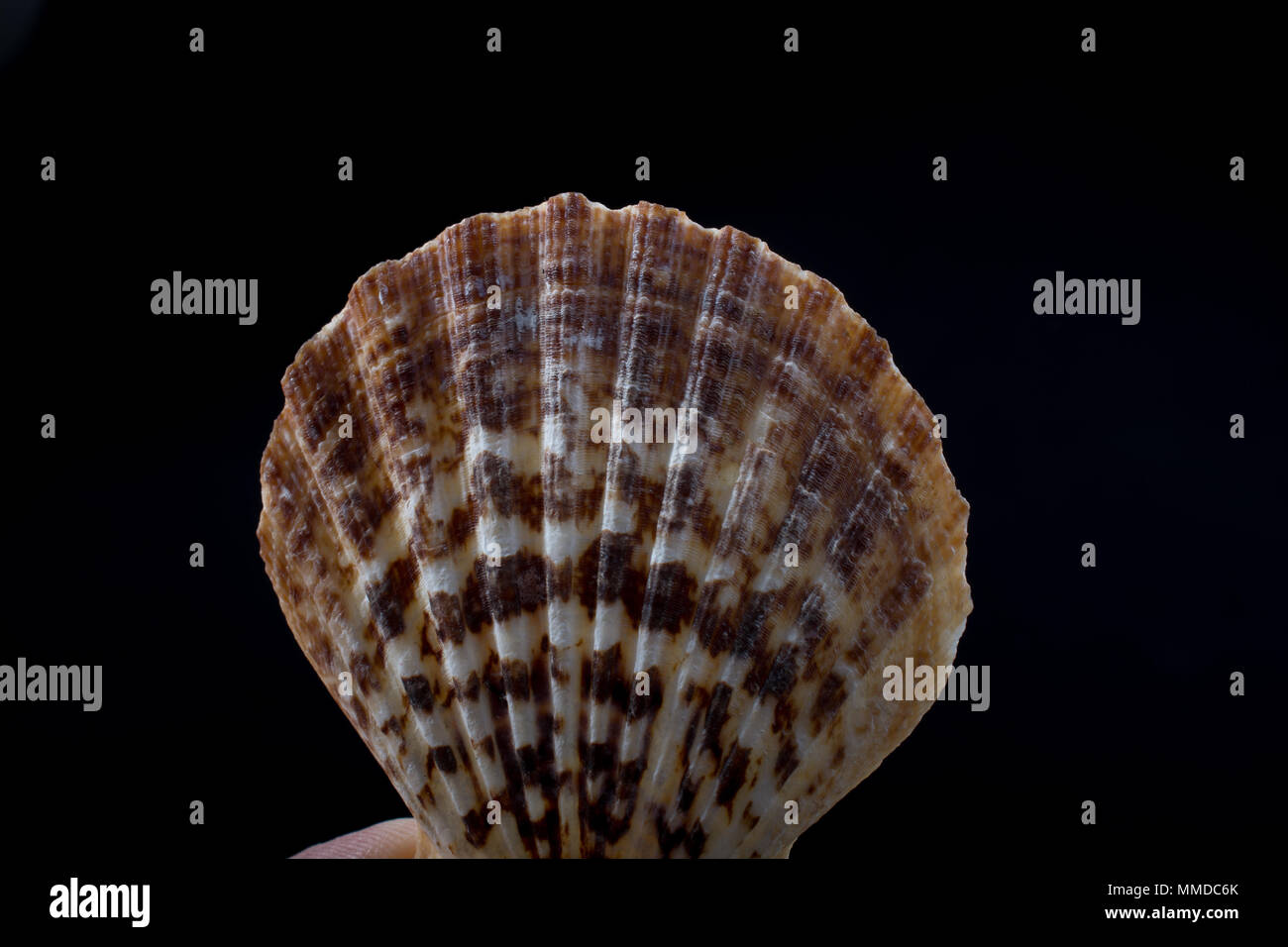 Hand holding beautiful seashell in hand on black Stock Photo - Alamy
