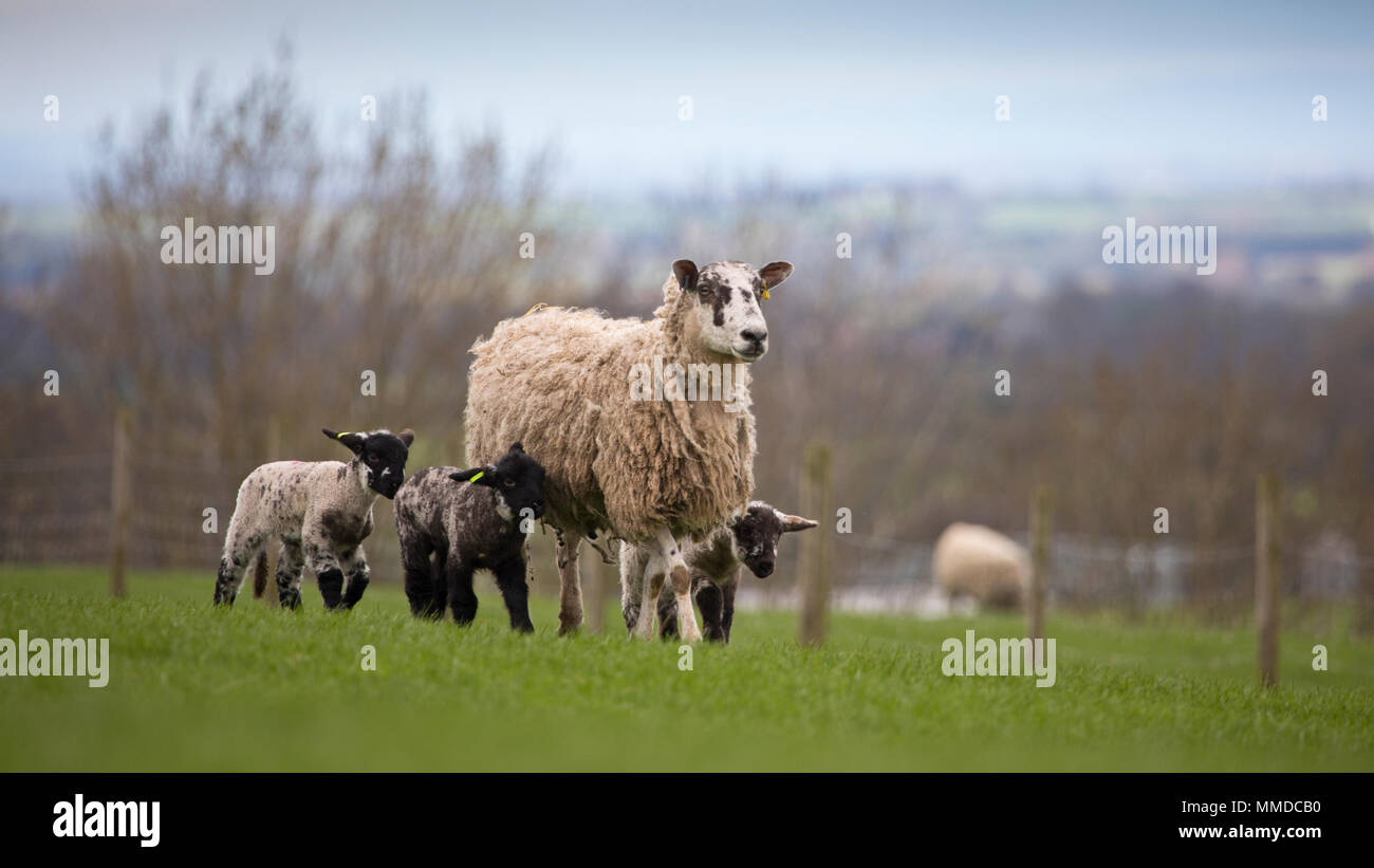 North country mule sheep hi-res stock photography and images - Alamy