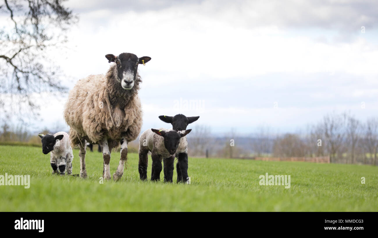 Sheep and lambs in a field in North Yorkshire, England, United Kingdom ...
