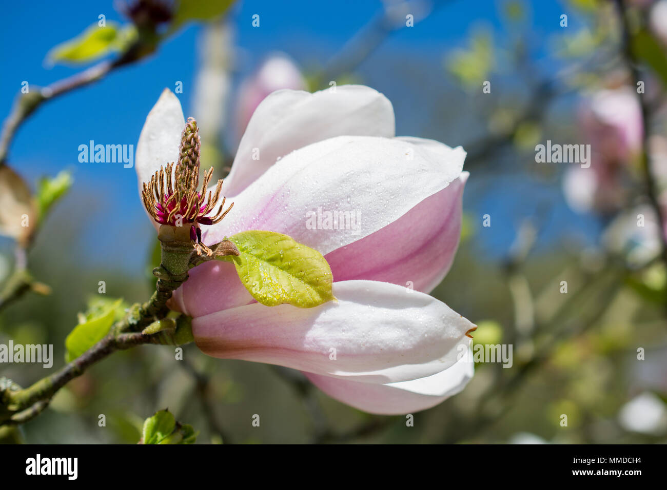 Tree bloom blossom beautiful flowers in spring season Stock Photo - Alamy