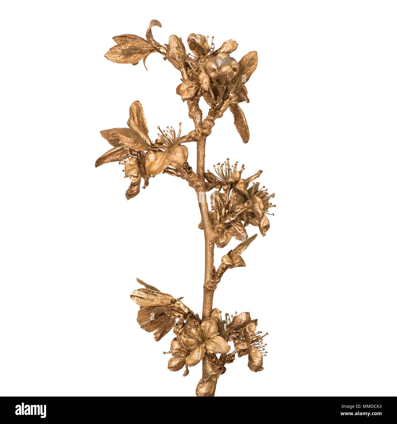 Gold sakura branch isolated on white background. Painted flower Stock ...