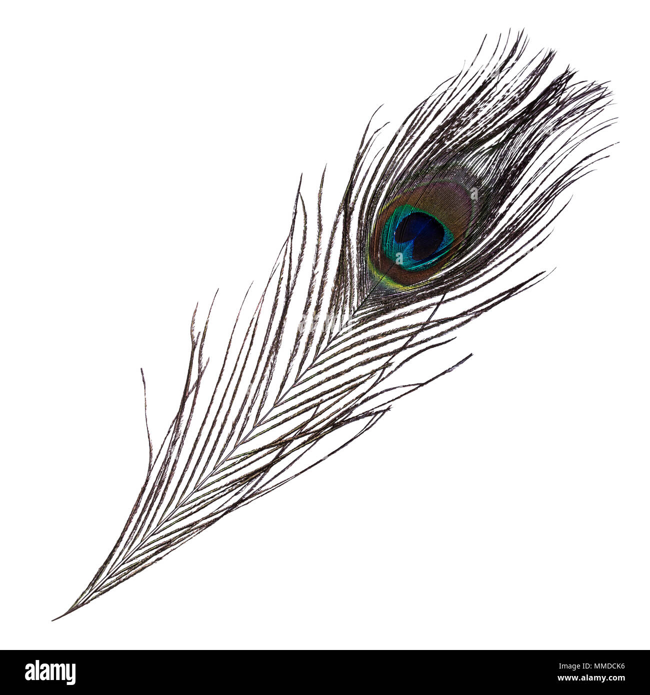 Single peacock feather hi-res stock photography and images - Alamy