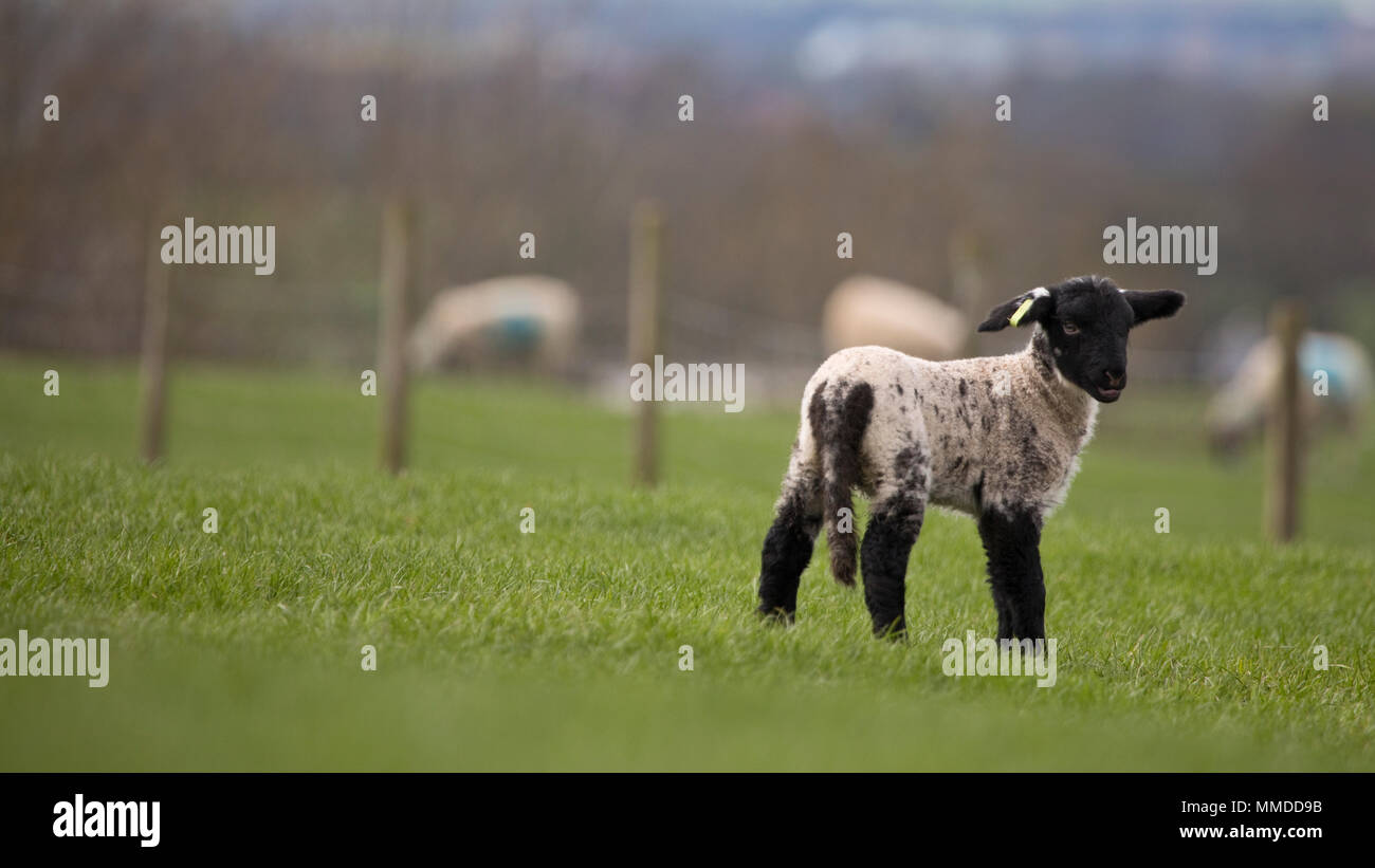 North country mule ewe sheep hi-res stock photography and images - Alamy