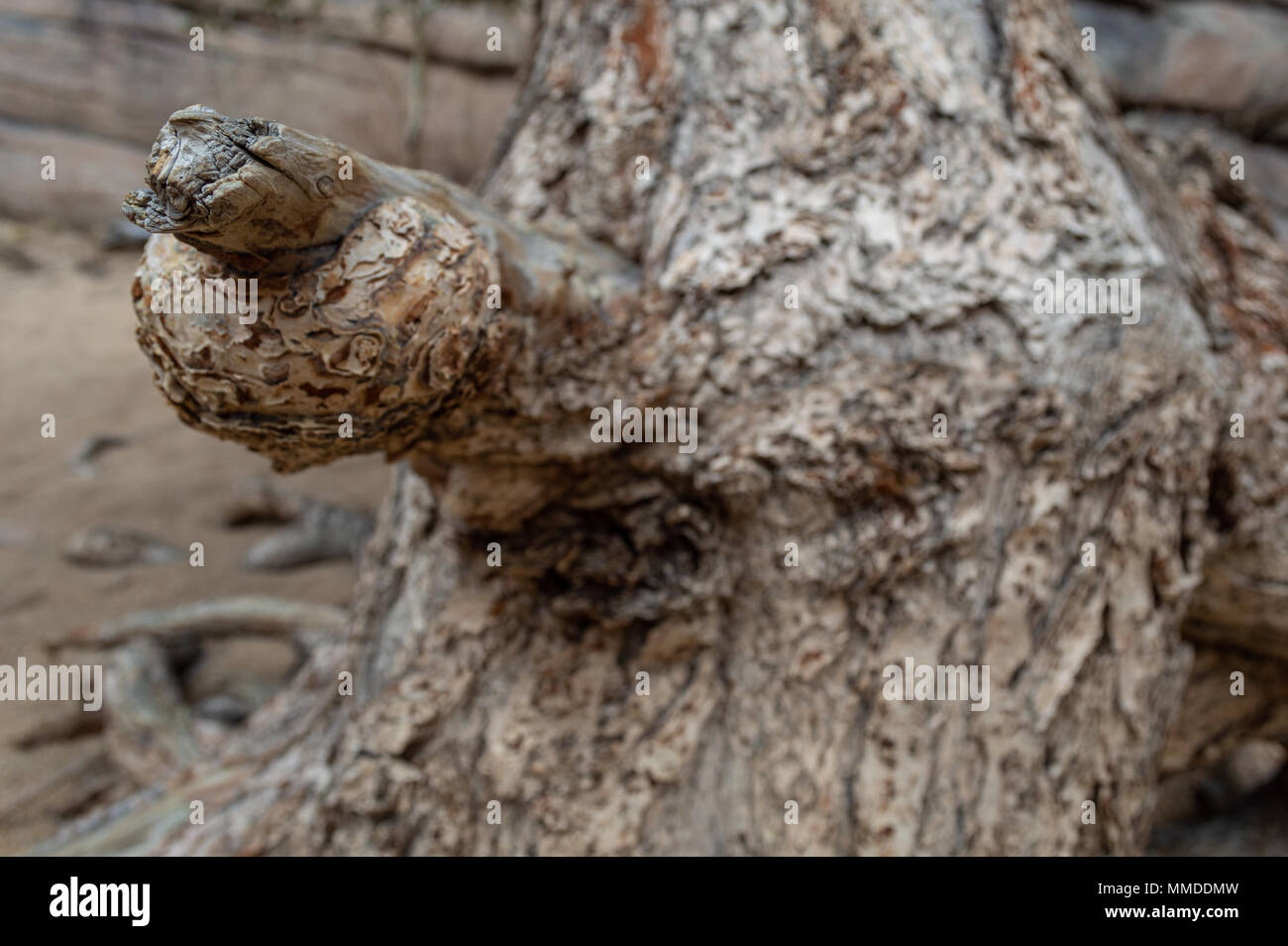 Gnarled tree branch hi-res stock photography and images - Alamy