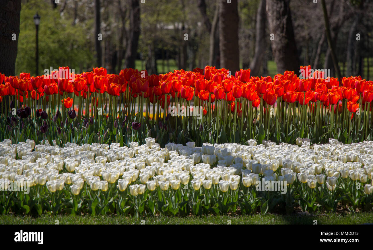 Red color Tulips Bloom in Spring in garden Stock Photo - Alamy