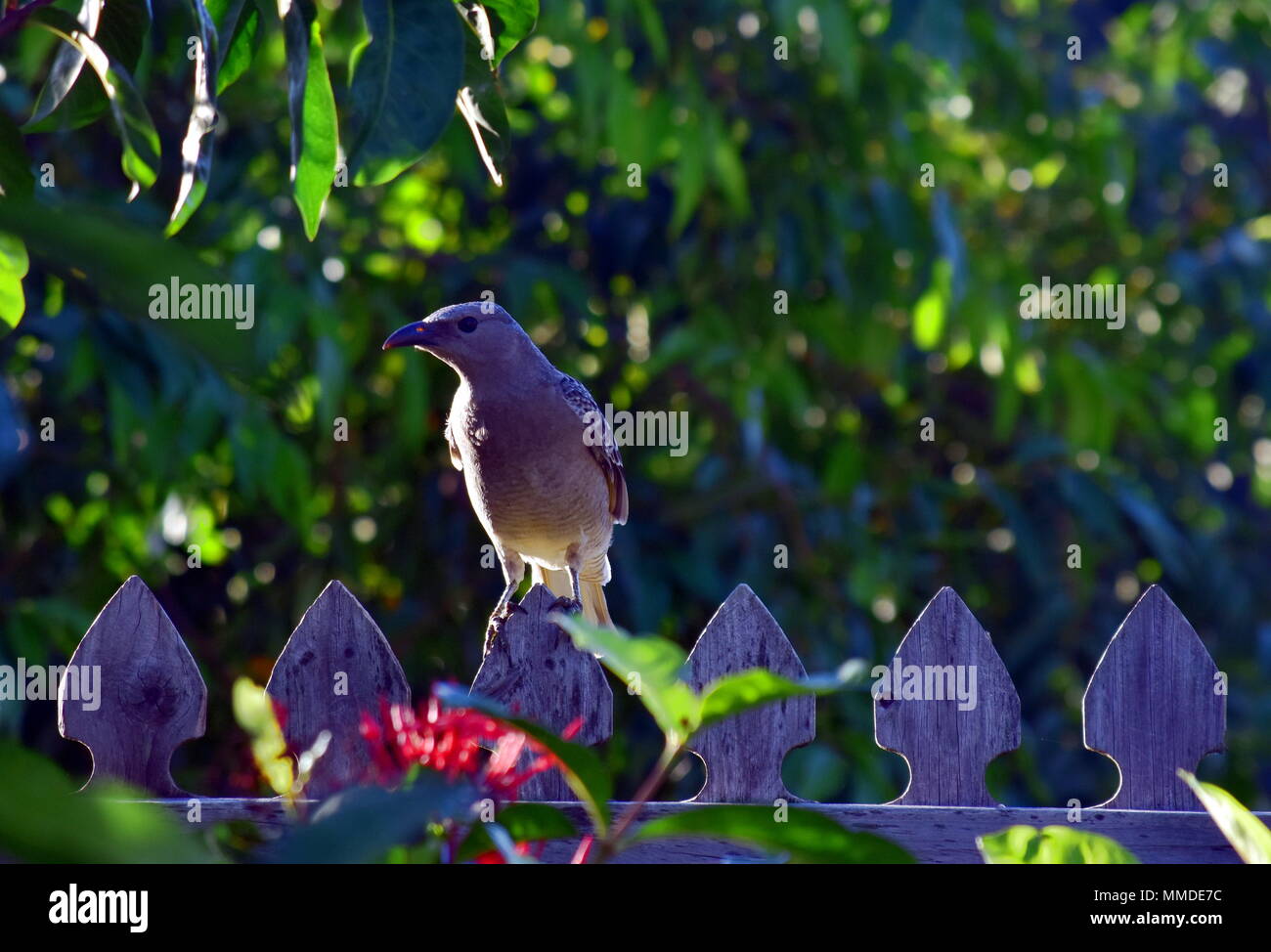 Australian wattle hi-res stock photography and images - Alamy