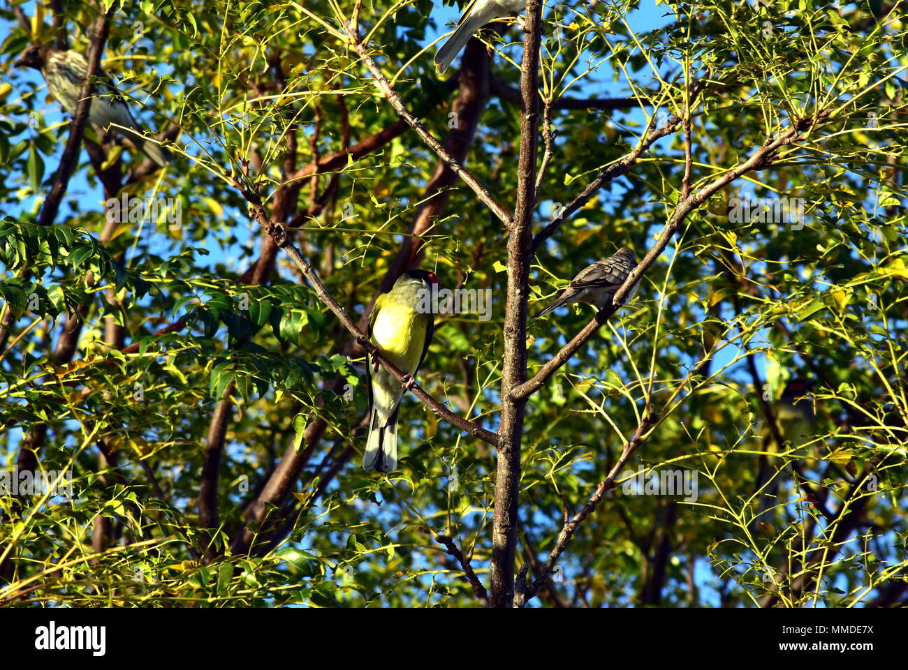 Australian fig bird hi-res stock photography and images - Alamy