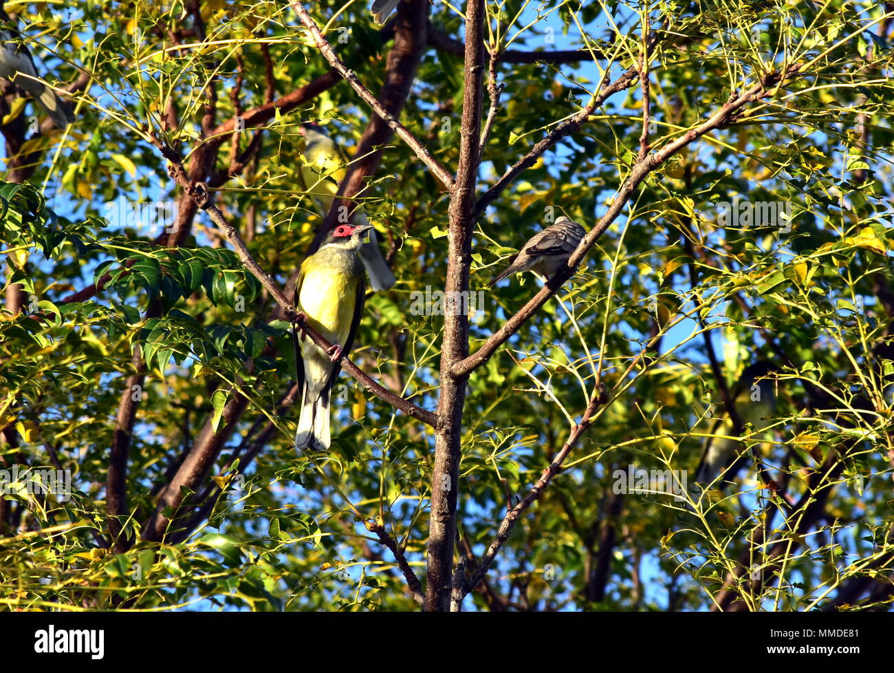 Australasian Figbird Sphecotheres vieilloti Stock Photo - Alamy