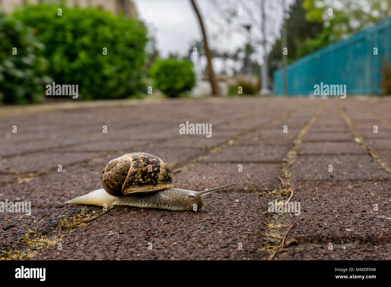 Animal movement area hi-res stock photography and images - Alamy