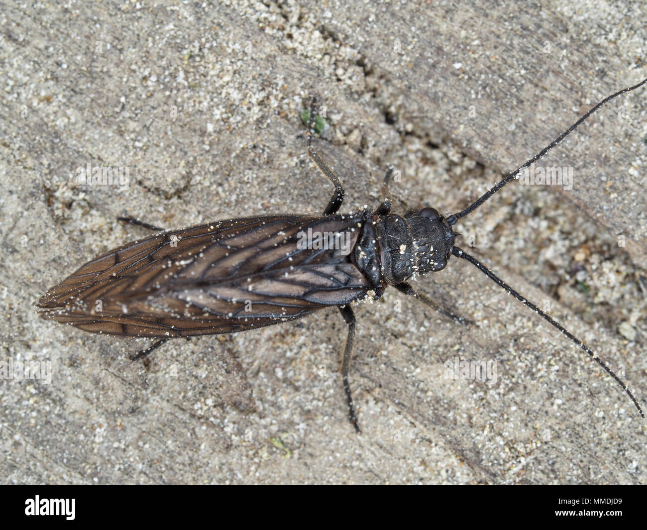 Alderfly hi-res stock photography and images - Alamy