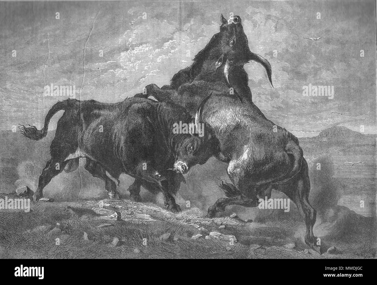 Bull fight ancient hi-res stock photography and images - Alamy