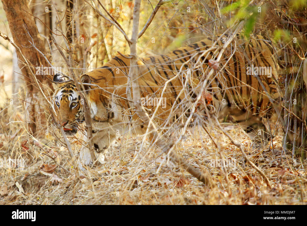 Tiger reserve, Satpura in India Stock Photo - Alamy