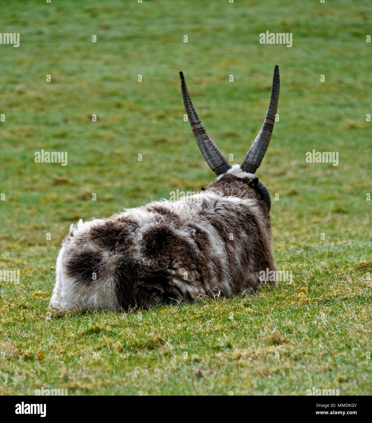 Jacob sheep hi-res stock photography and images - Alamy