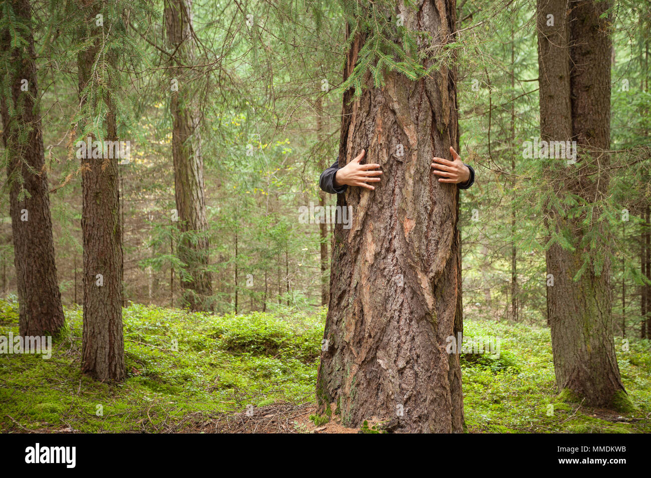 Tree Hug Therapy High Resolution Stock Photography and Images - Alamy