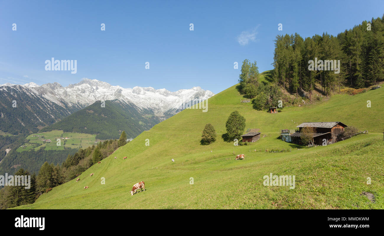 Rural scene from a farm among a mountain pasture in Ahrntal, Italy ...