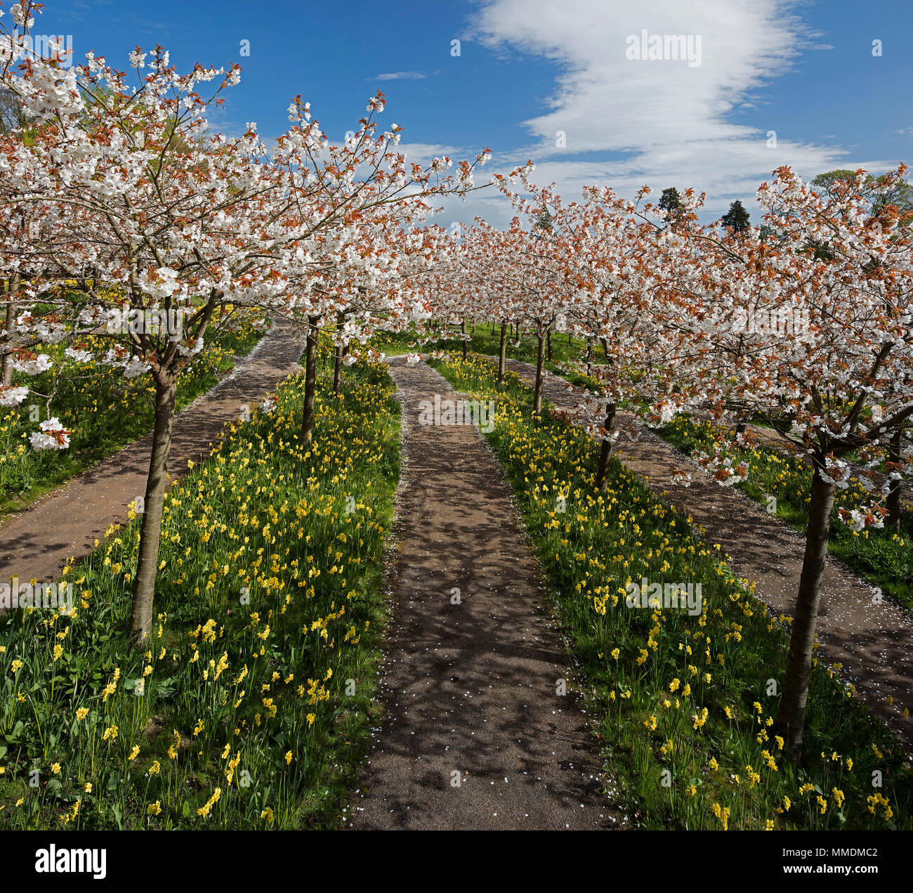 The Cherry Orchard in full bloom in The Alnwick Garden, Alnwick ...