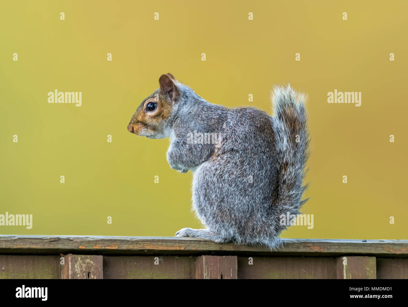 Grey squirrel uk spring hi-res stock photography and images - Alamy