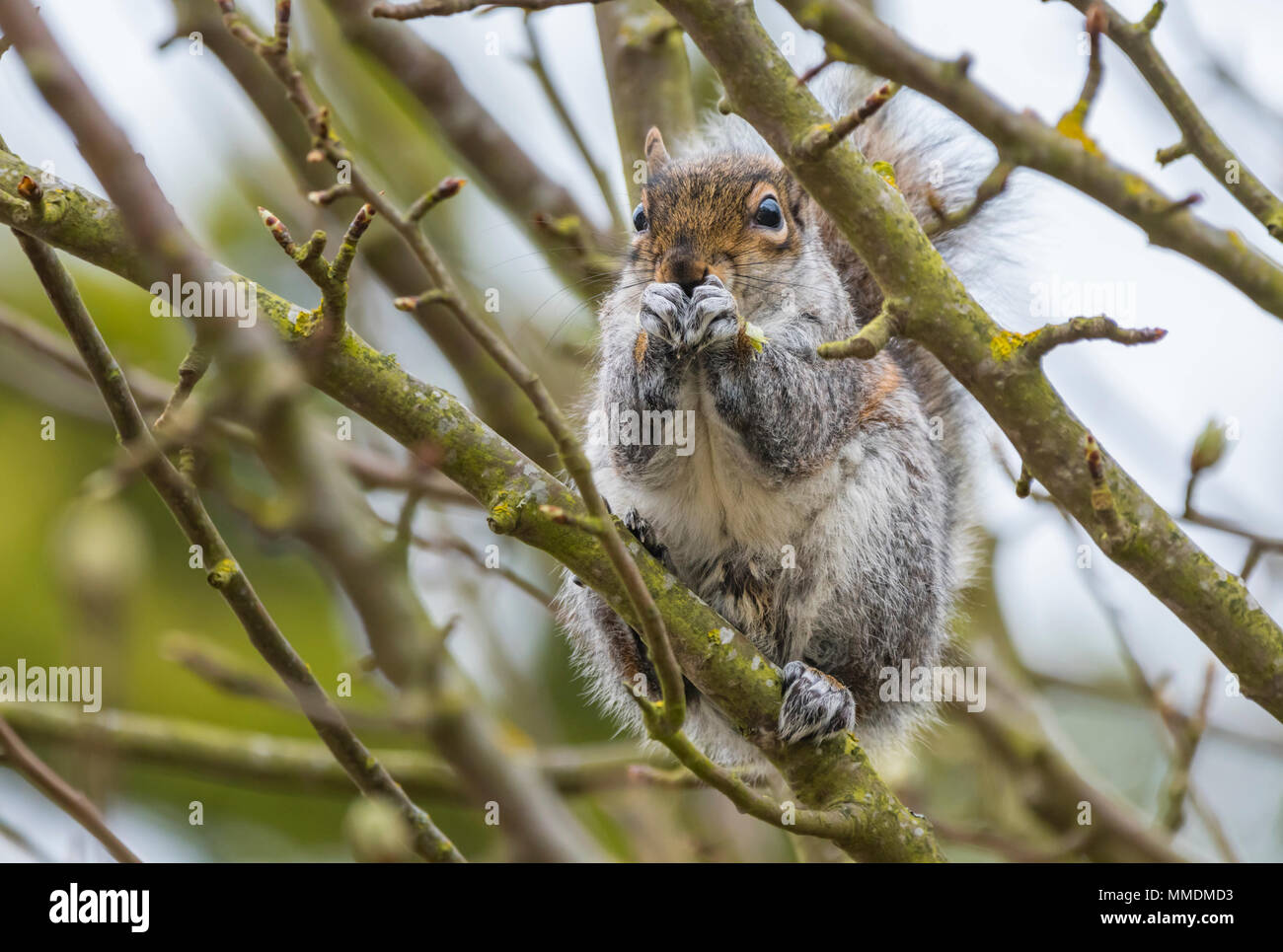 Grey Squirrel Tree High Resolution Stock Photography and Images - Alamy