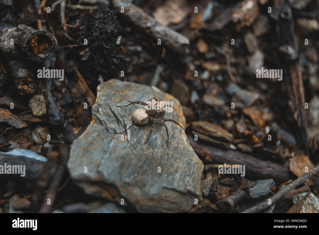 Insect egg sack hi-res stock photography and images - Alamy