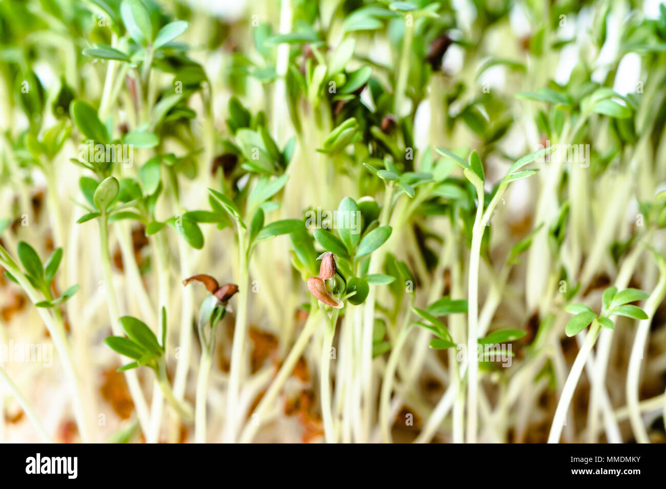 Fresh green sprouts for salad, superfood diet and healthy eating ...