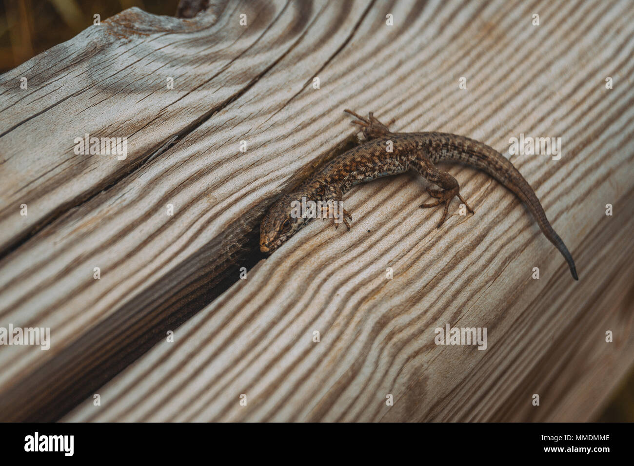Lizard top view tail hi-res stock photography and images - Alamy