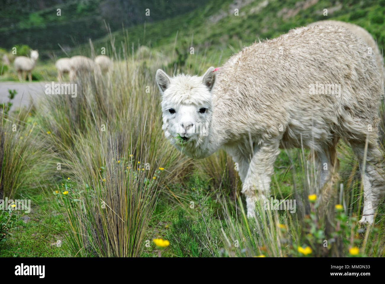 Peru Colca Canyon Llamas High Resolution Stock Photography and Images ...