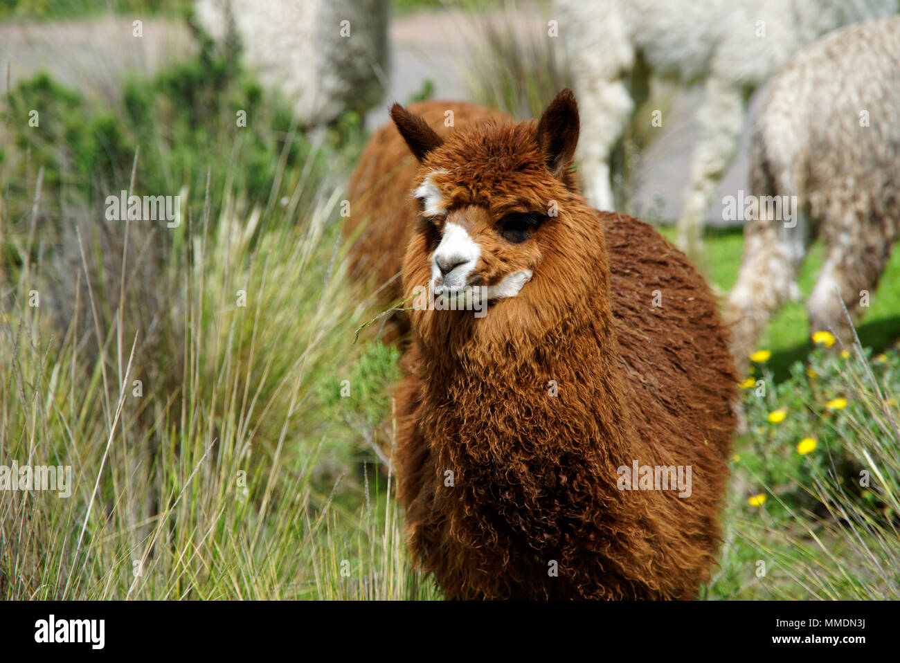 Peru Colca Canyon Llamas High Resolution Stock Photography and Images ...
