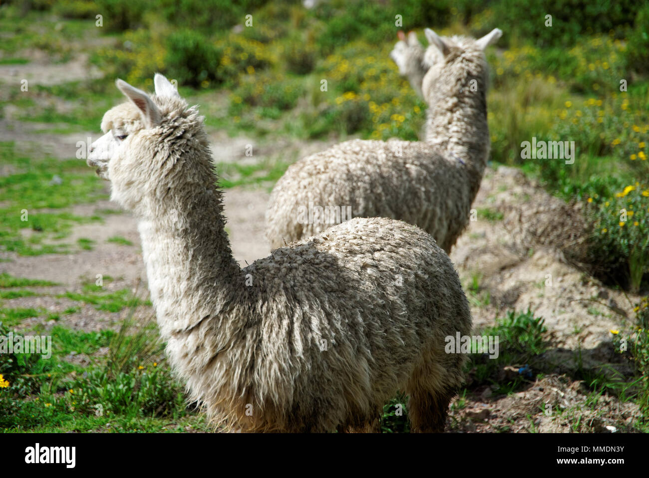Funny llamas hi-res stock photography and images - Alamy
