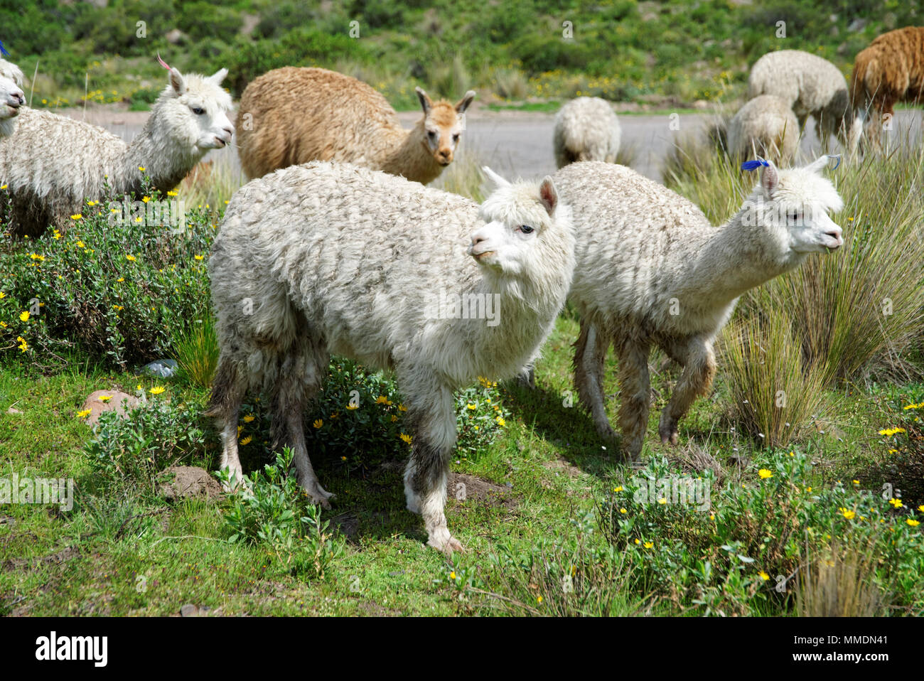 Peru Colca Canyon Llamas High Resolution Stock Photography and Images ...